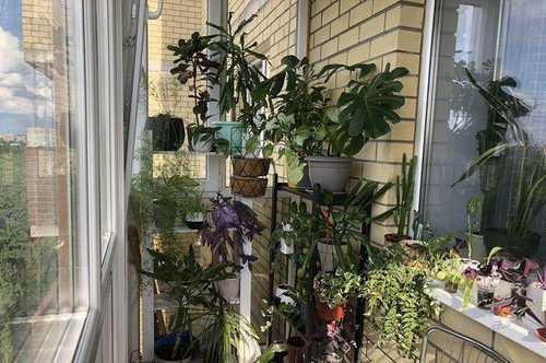 2 стеллажа + все растения на фото
