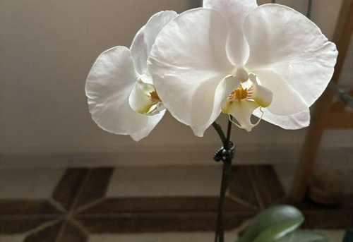 Орхидея фаленопсис Сого Юкидан