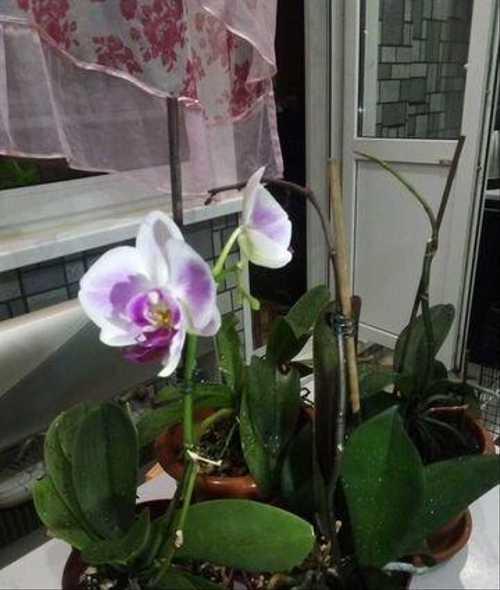 Орхидеи 4 шт.разного сорта, только вместе