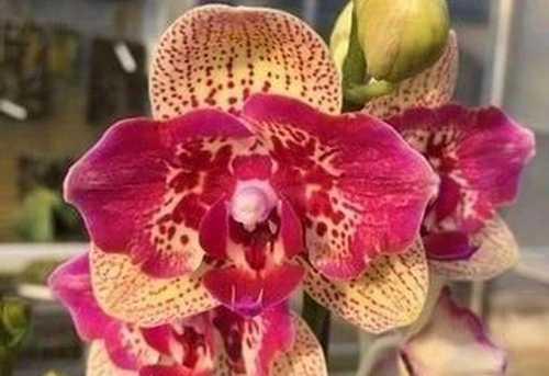 Орхидея фаленопсис бабочка не цветёт