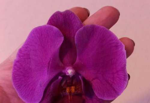 Орхидея фаленопсис, Денробиум