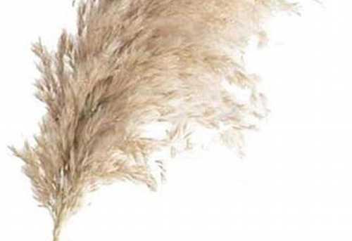 Пампасная трава (Кортадерия), 1 ветка, натуральная