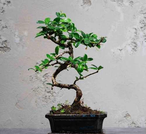 Дерево Бонсай- Кармона, цветущее дерево 12 лет