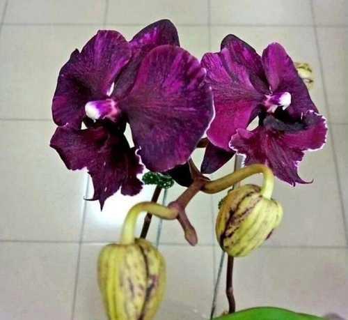 Орхидея фаленопсис Phal. Miki Black Marble