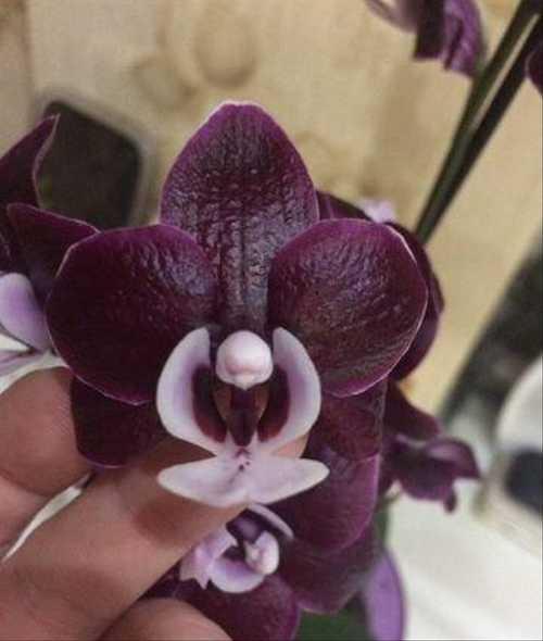 Орхидея фаленопсис Каода