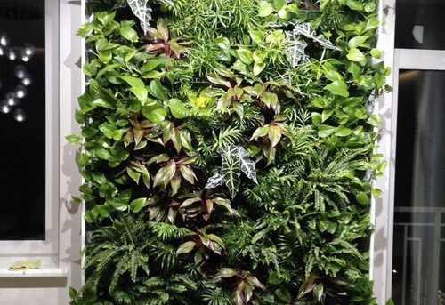 Природный дизайн: стены из растений. Арт: 215389