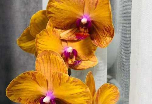 Орхидея фаленопсис Bologna Куркума Акварель