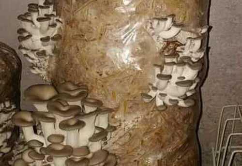 Мицелий гриба королевской вешенки и готовые блоки