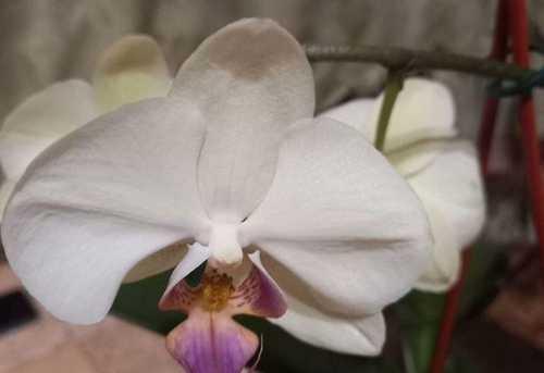 Орхидея фаленопсис,домашнее цветение