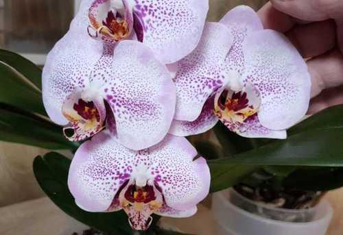 Орхидея фаленопсис Sogo Diamond. Горшок Арте 0,6 л
