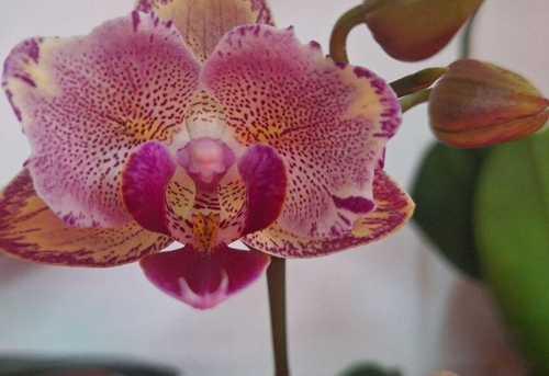 Орхидея Пират пикоти бабочка