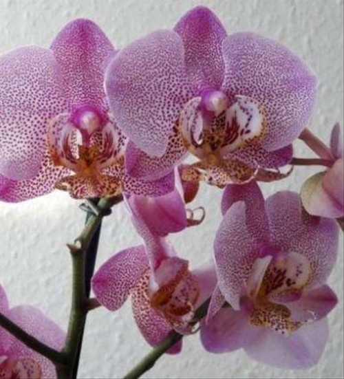 Орхидея манхеттен