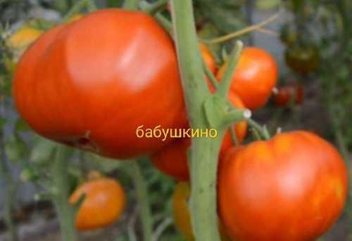 Районированные семена урожайных томатов