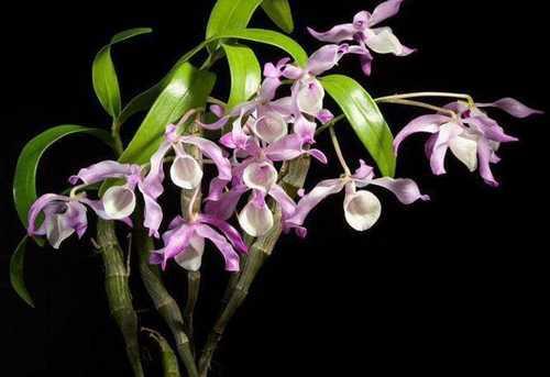 Орхидея дендробиум Dendrobium tortile