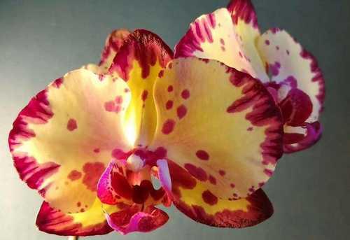 Орхидея фаленопсис Miki Crown