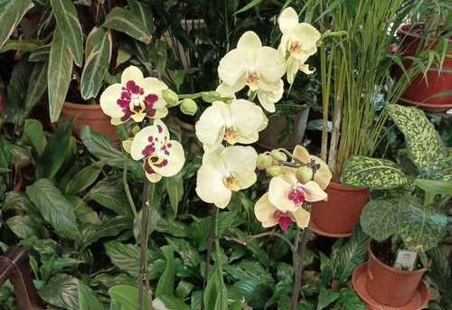 Орхидея фаленопсис 1 st