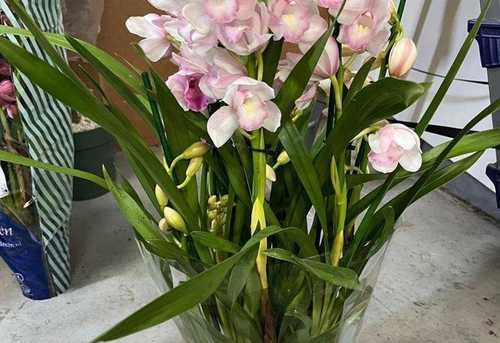 Цимбидиум, орхидея, на подарок, в наличии