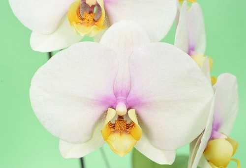 Орхидея Phal. JC87