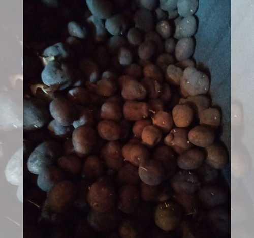Картофель