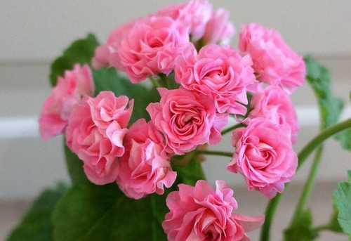 Пеларгония герань Australian Pink Rosebud