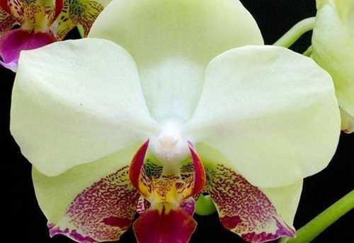 Орхидея фаленопсис Phal. Fortune Saltzman