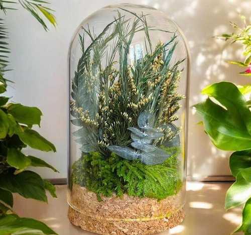 Мини клош с растениями