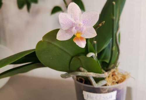 Орхидея фаленопсис Мелисса арома