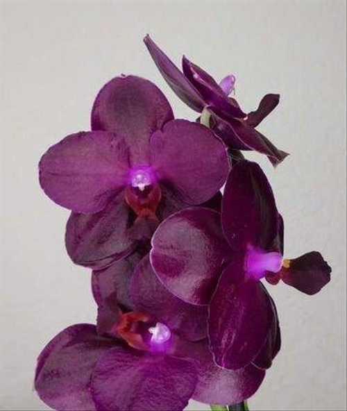 Орхидея восковая арома Sogo Relax