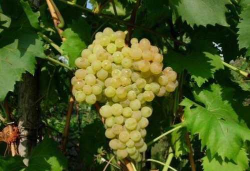 Саженцы винограда (годовалые)