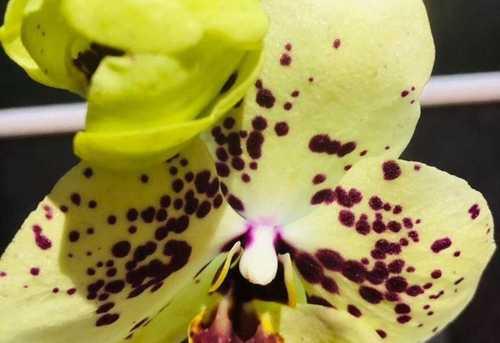 Орхидея фаленопсис Albufeira Альбуфейра