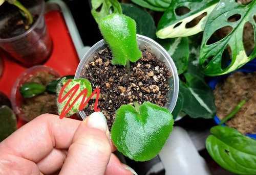 Фиалка Лф дарья