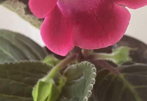 Глоксиния(тидея)цветущая.Цветы в подарок