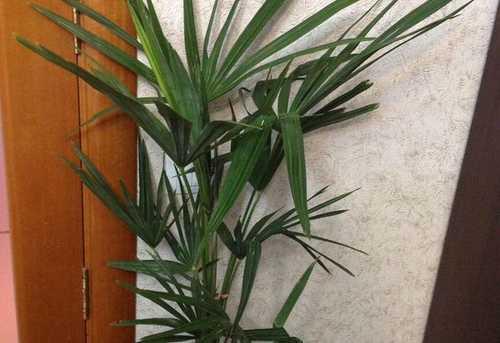 Пальма Трахикарпус редкая пышная с фото