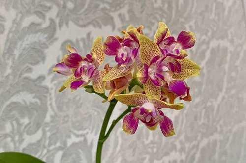 Орхидея фаленопсис Miki Golden Sand (3 lips)