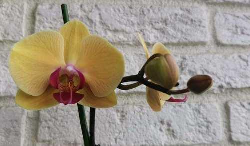 Орхидея фаленопсис solid gold