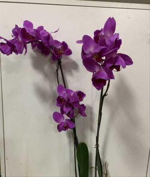 Орхидея фаленопсис пелор