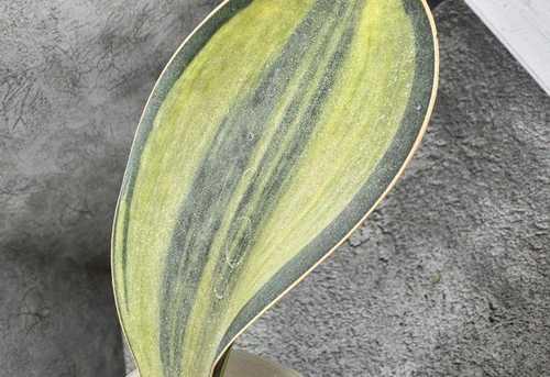 Sansevieria Masoniana White (Сансевиерия)