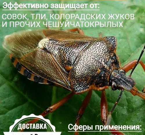 Хищный клещ Подизус от колорадского жука