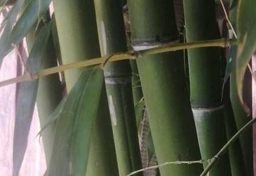 Продам ствол бамбука