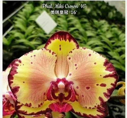 Орхидея фаленопсис miki crown