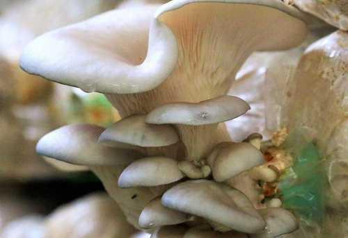 Мицелий грибов интересно просто начните сейчас
