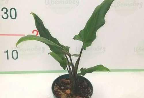 Алоказия Лаутербахиана, комнатные растения