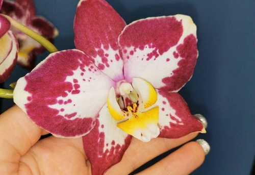 Цветёт Орхидея Claire и Спаркс (мини)