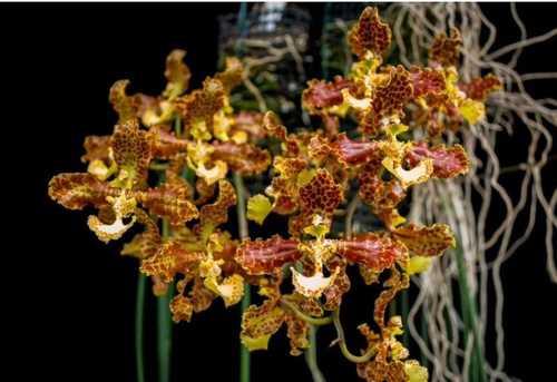Орхидея онцидиум stacyi