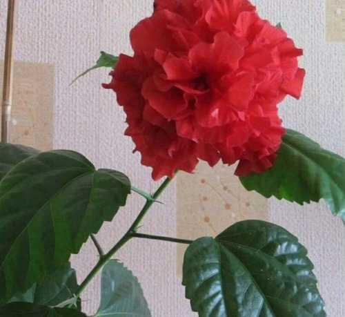 Гибискус китайская роза, каланхоэ красное