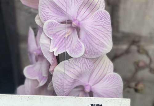 Орхидея фаленопсис леонтин биг лип
