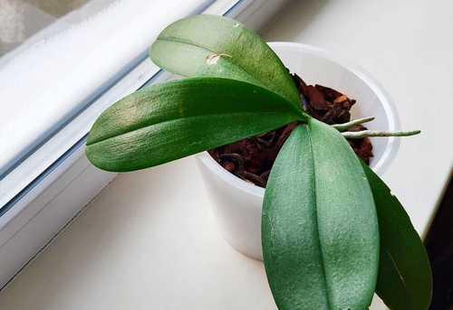 Орхидея фаленопсис Donna Juanita