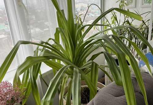 Панданус комнатное растение для дома и офиса
