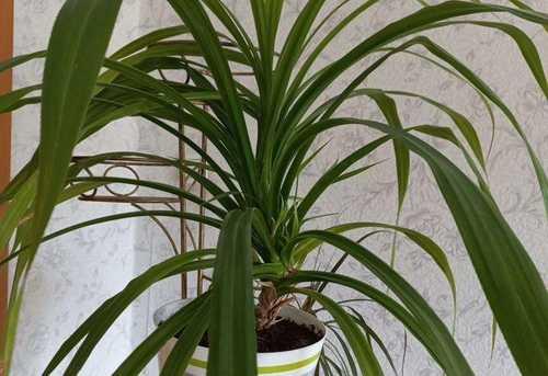 Комнатное растение Пальма винтовая Панданус