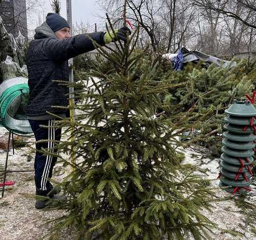 Ель живая новогодняя праздничная